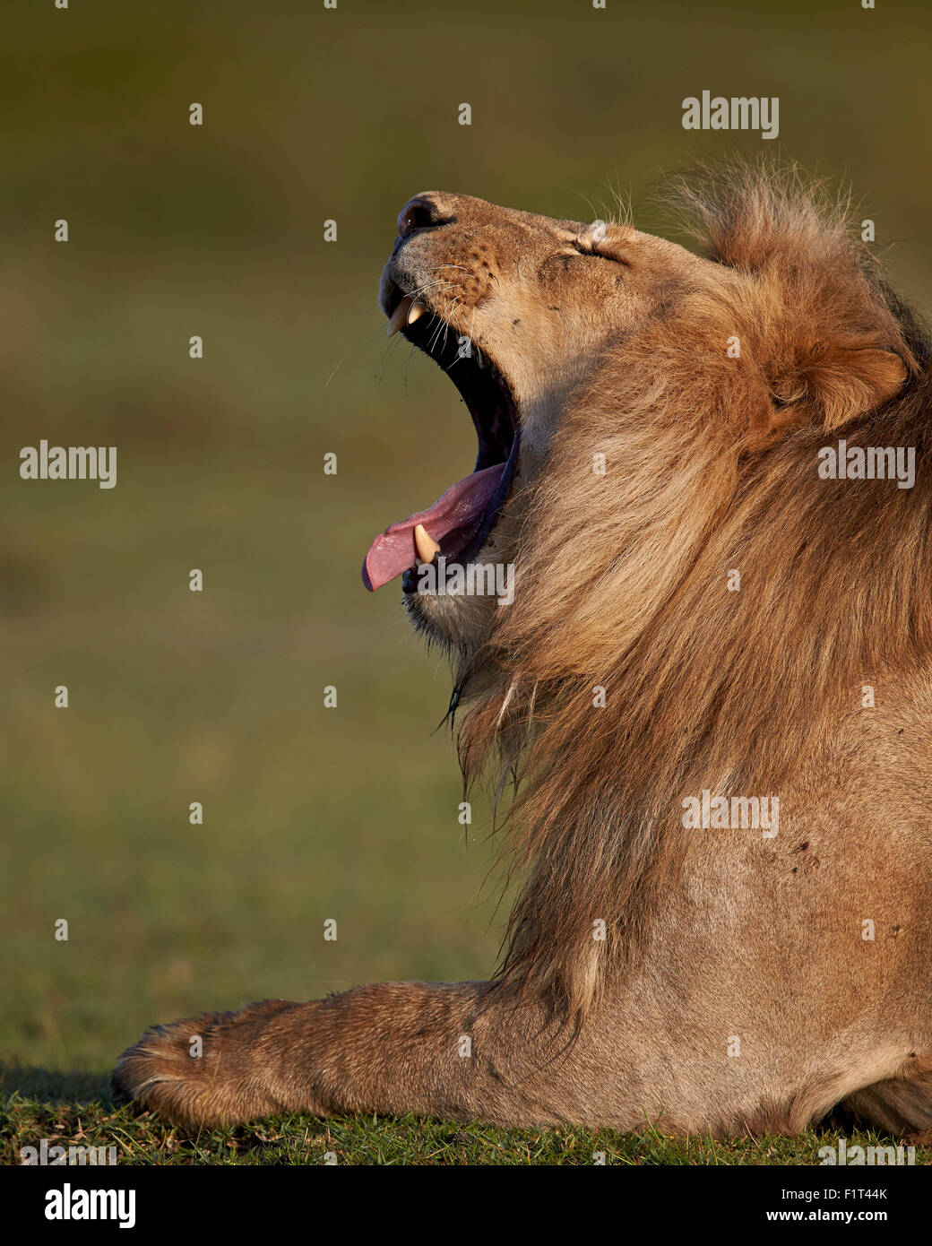 African lion panthera leo male yawning hi-res stock photography and ...
