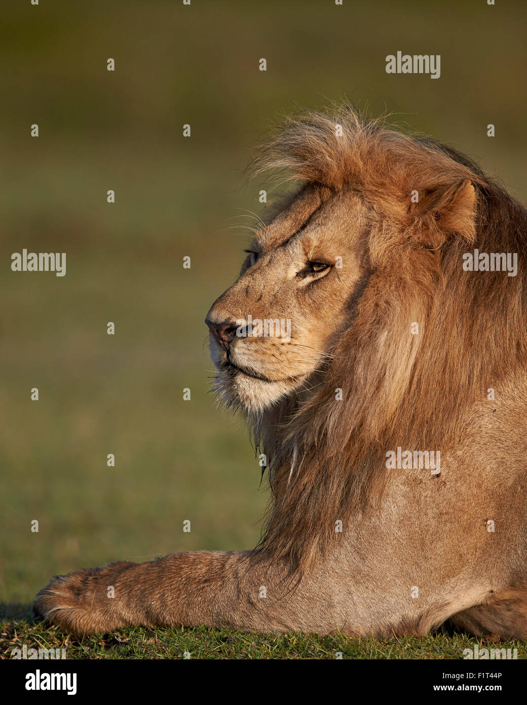 Lion (Panthera leo), Ngorongoro Conservation Area, UNESCO World ...