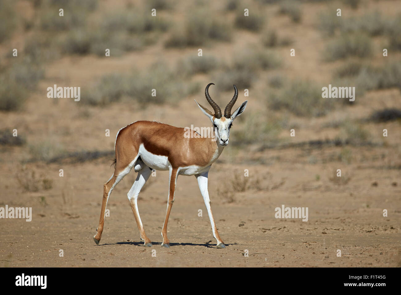 Springbok (Antidorcas marsupialis) buck, Kgalagadi Transfrontier Park ...