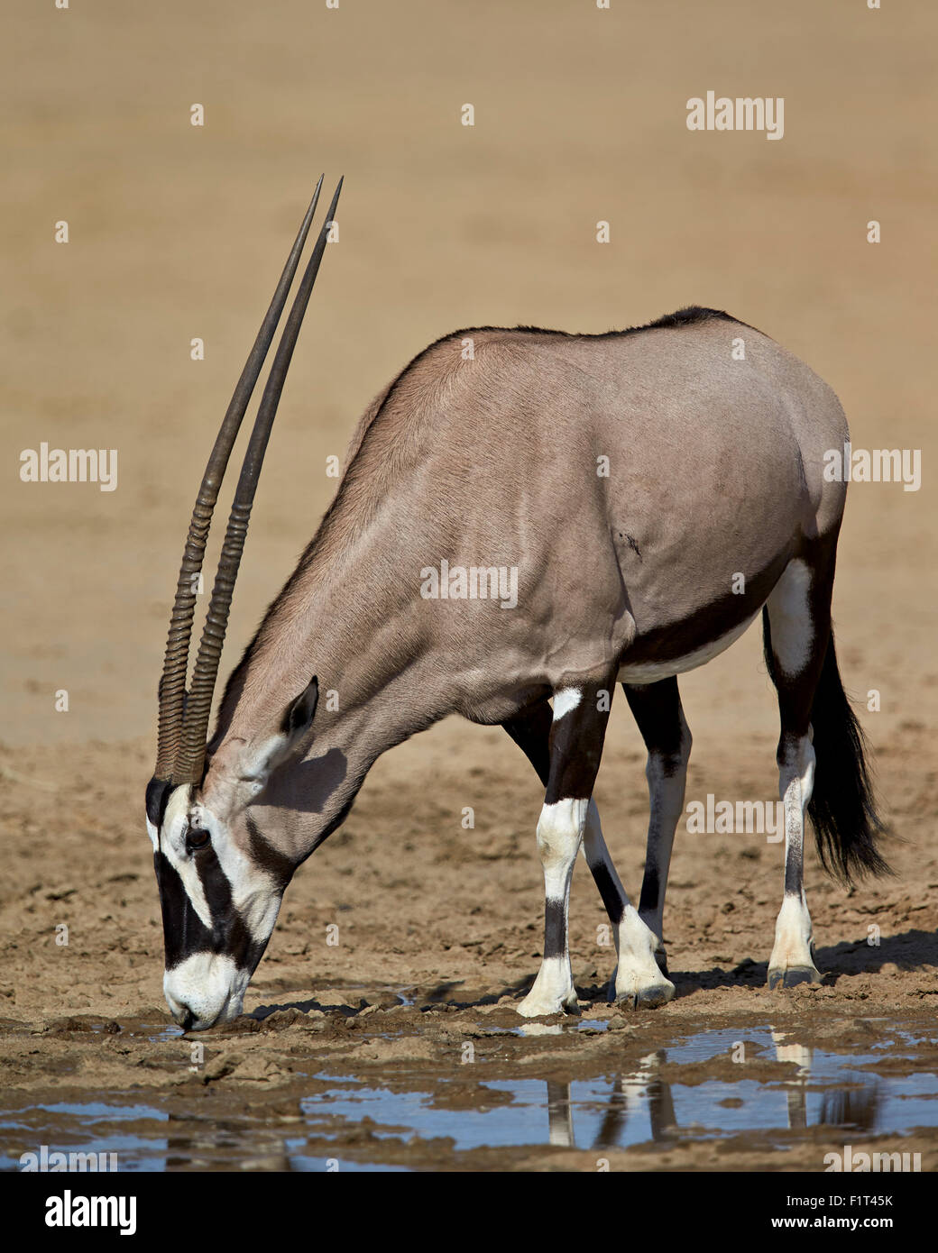 Gemsbok (South African oryx) (Oryx gazella) drinking, Kgalagadi ...