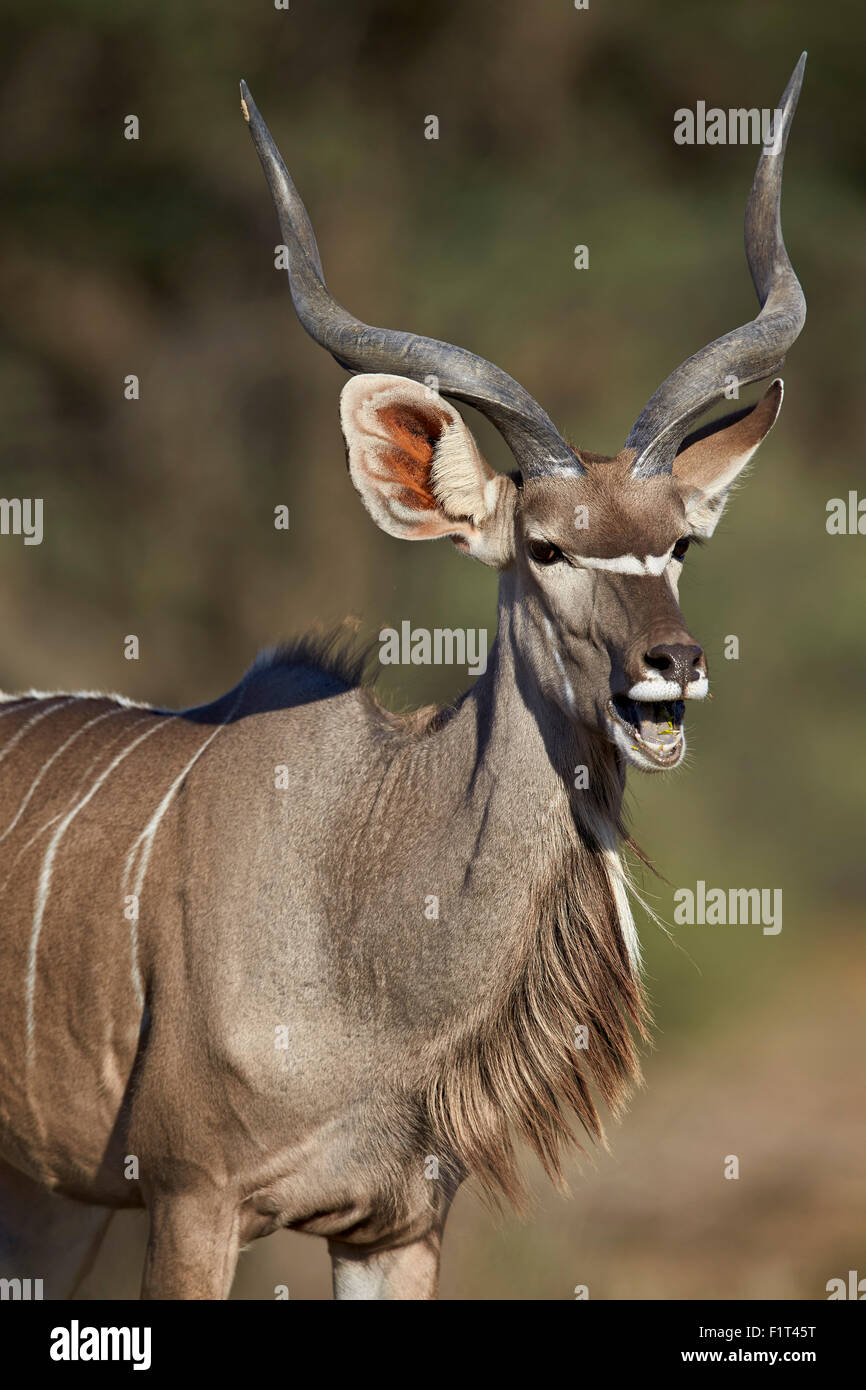 Greater kudu (Tragelaphus strepsiceros) buck with his mouth open ...