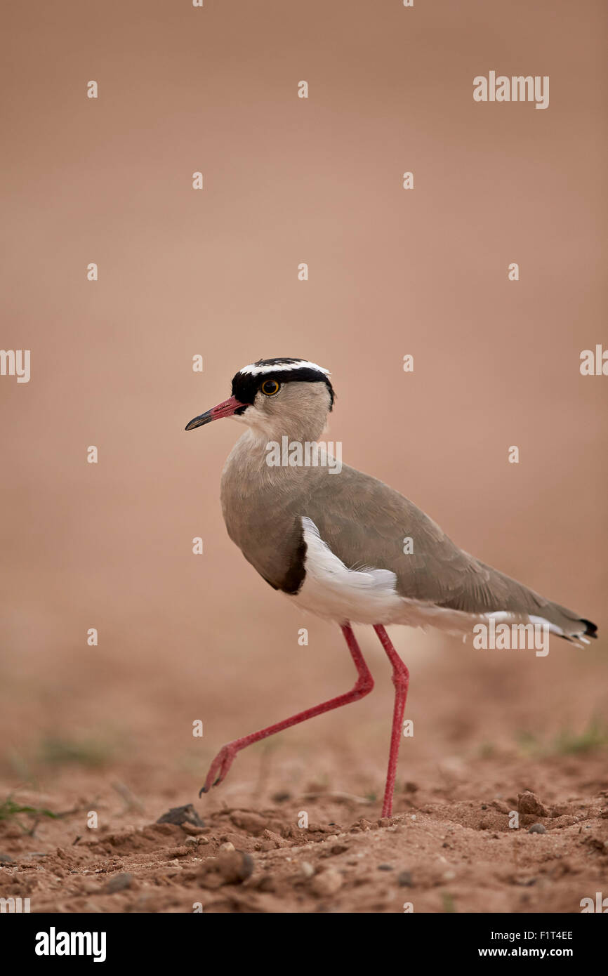 Crowned plover (crowned lapwing) (Vanellus coronatus), Kgalagadi ...
