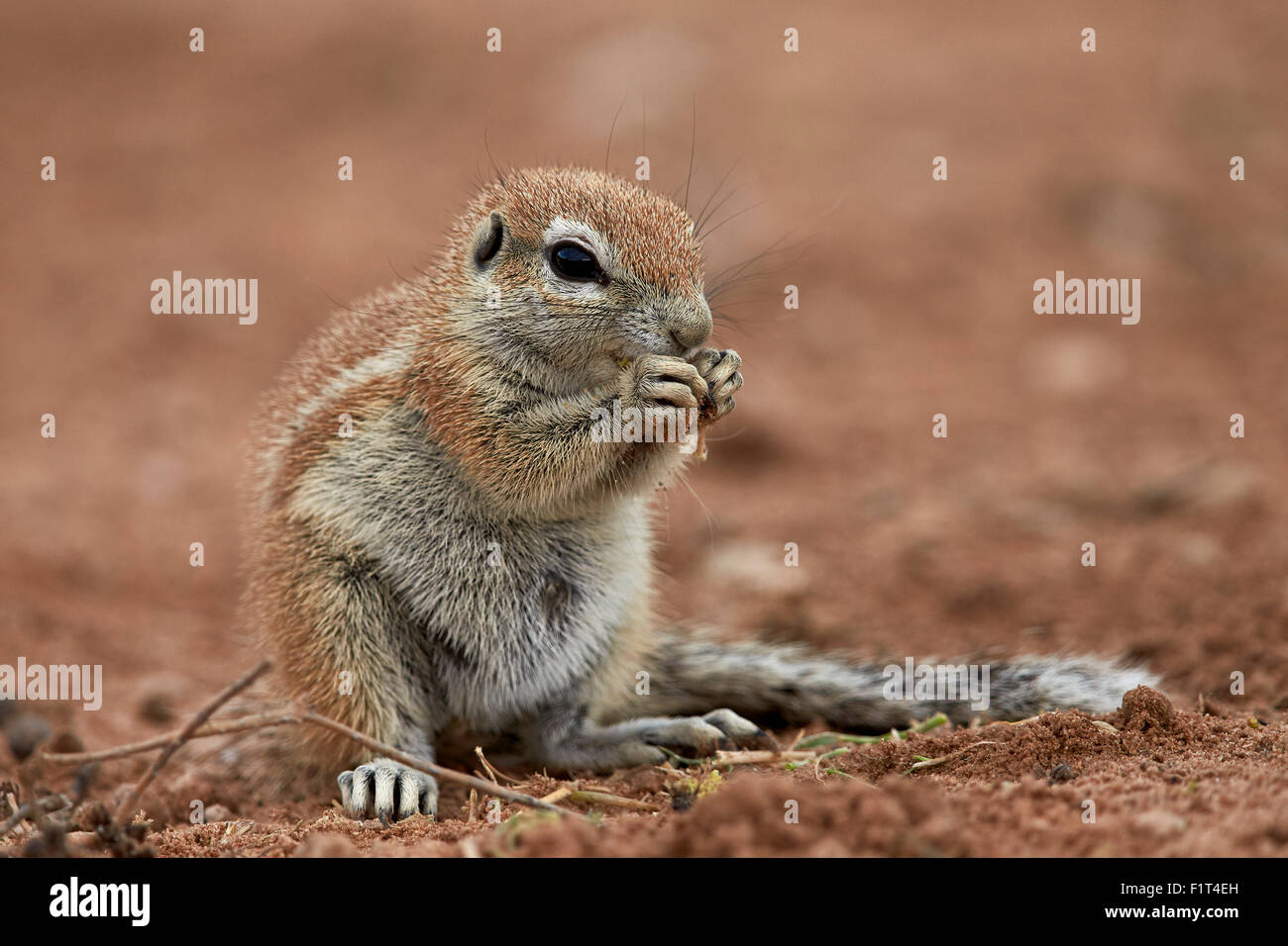 Young Cape ground squirrel (Xerus inauris) eating, Kgalagadi ...