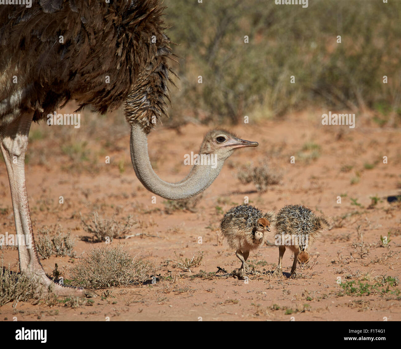 Common ostrich (Struthio camelus) female with two chicks, Kgalagadi ...