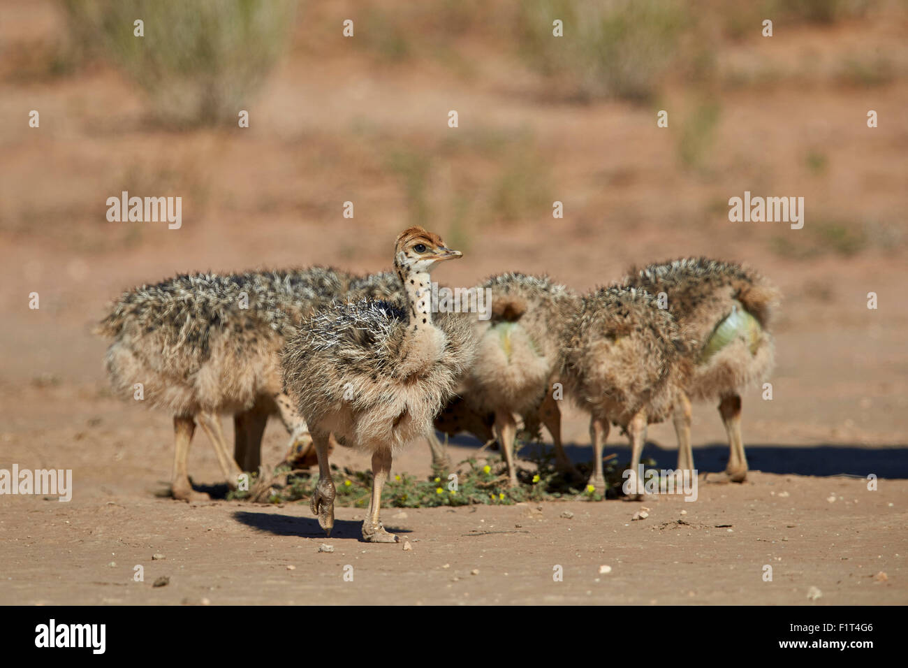 Common ostrich (Struthio camelus) chicks, Kgalagadi Transfrontier Park ...