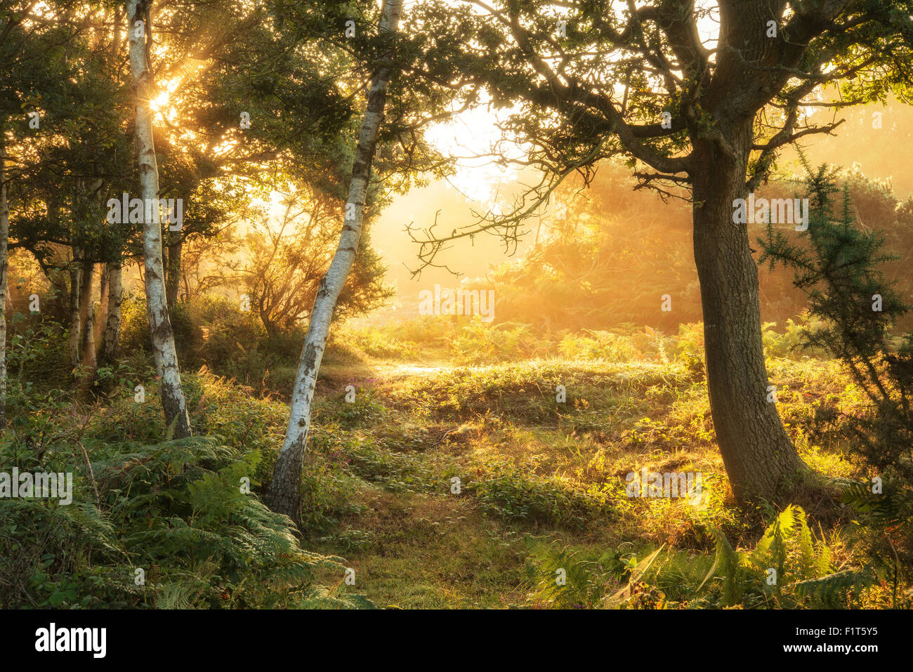 Stunning sunrise landscape in misty New Forest countryside Stock Photo ...