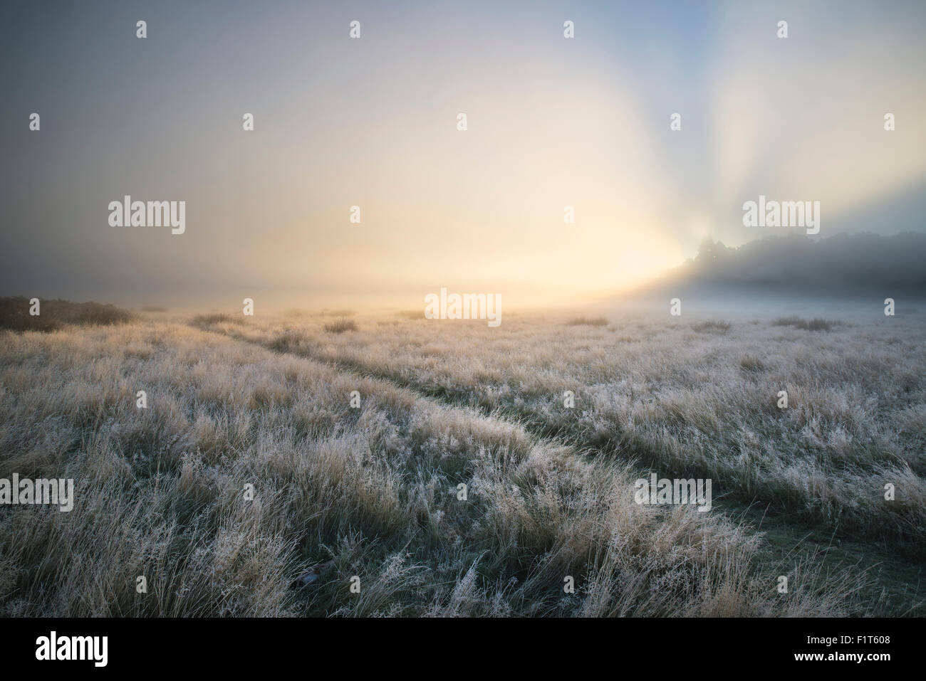 Stunning sun beams light up through thick fog of Autumn Fall frosty ...