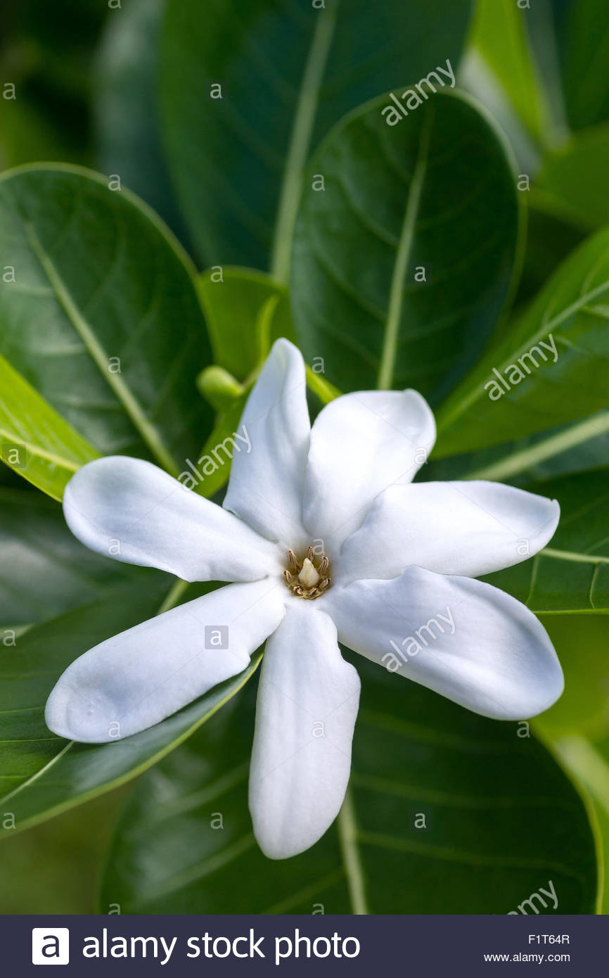 Tiare Gardenia Tahitensis High Resolution Stock Photography and Images ...