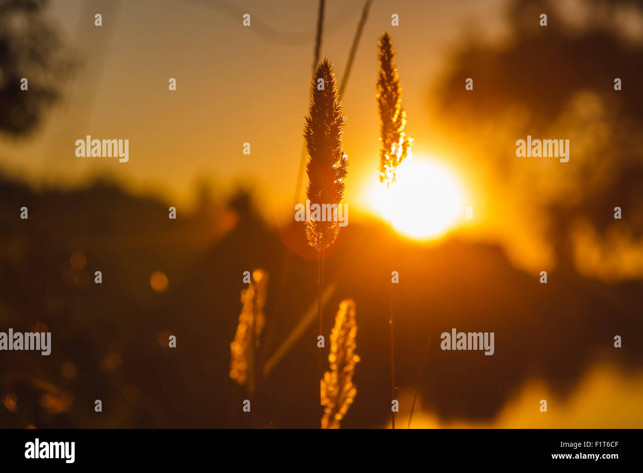 stalk of wheat grass close-up photo silhouette at sunset and sun Stock ...