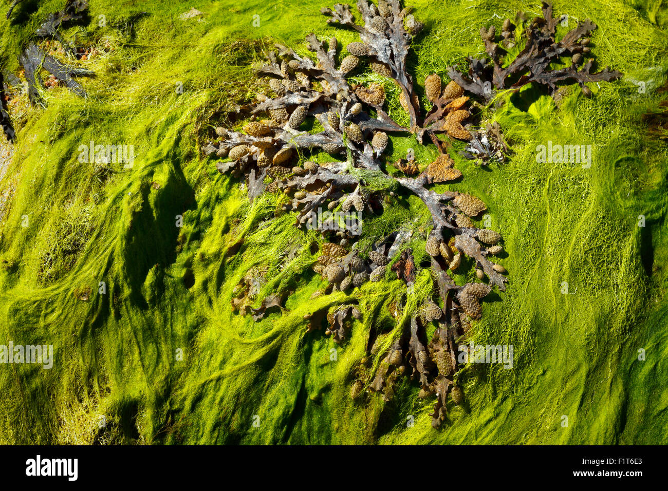 seaweed sea weed algae green Stock Photo - Alamy