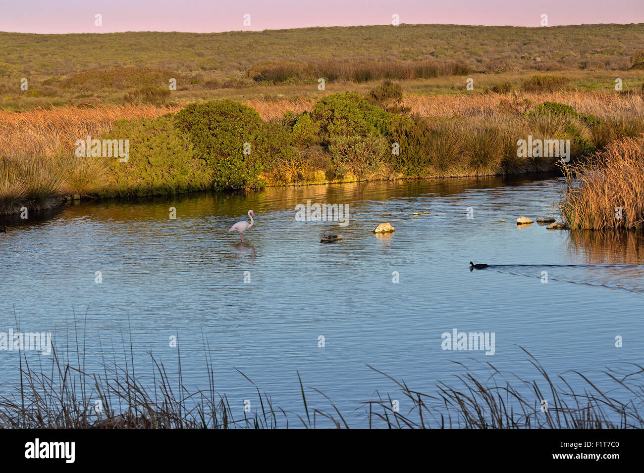 Bird scape hi-res stock photography and images - Alamy