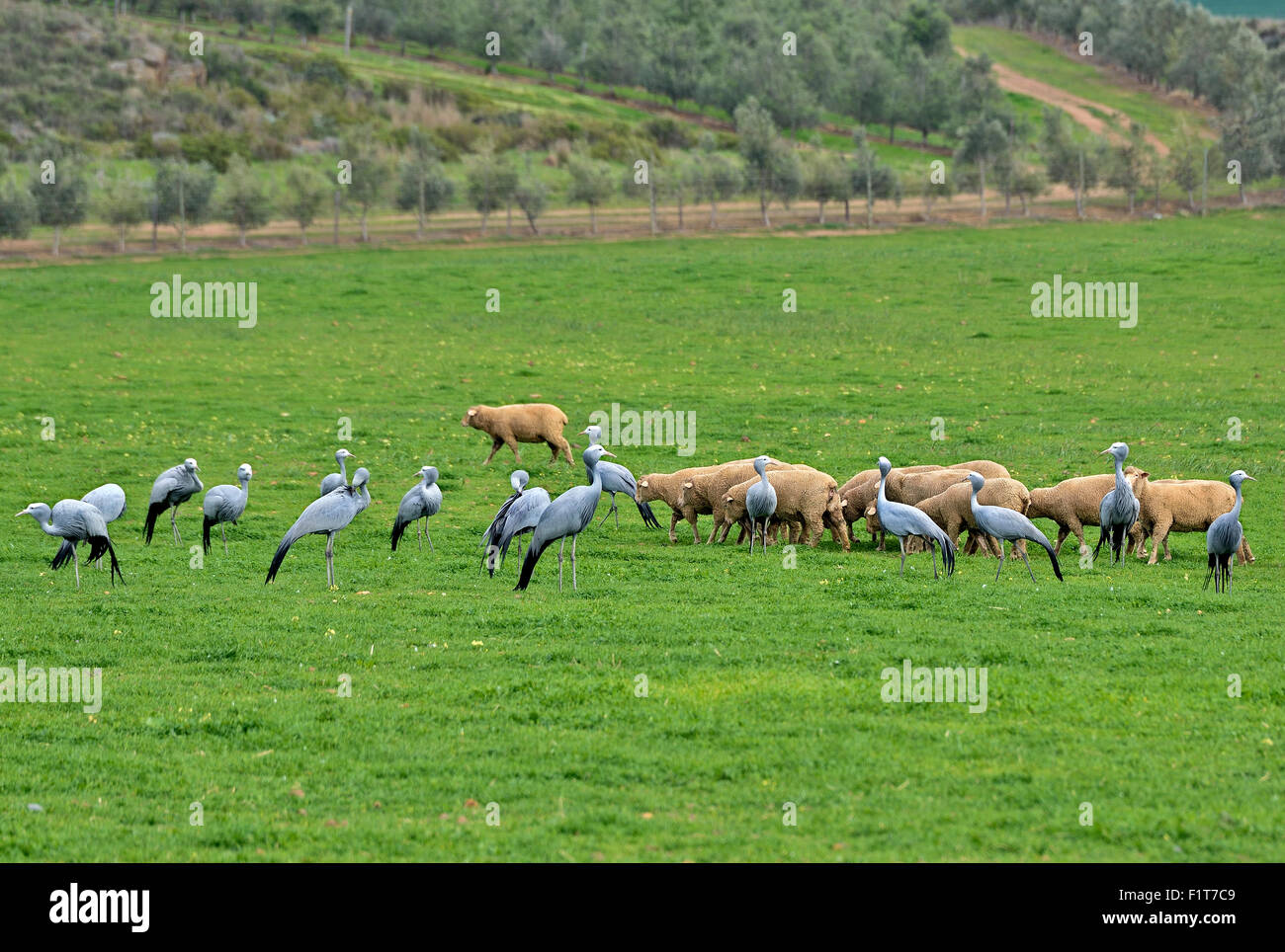 South Africa, Paradise Cranes and Sheep Stock Photo - Alamy
