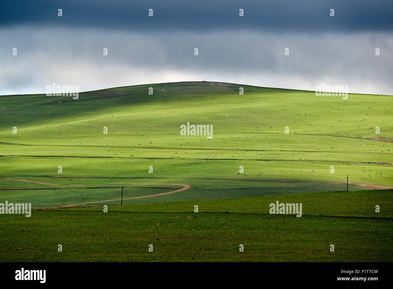 South Africa, sheep in the country Stock Photo - Alamy