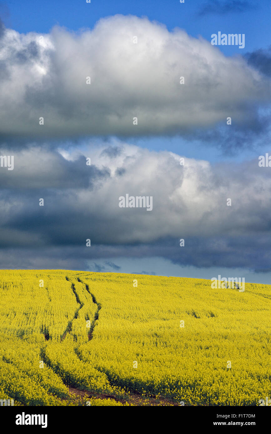 South Africa, rape field, Brassica napus arvensis Stock Photo - Alamy