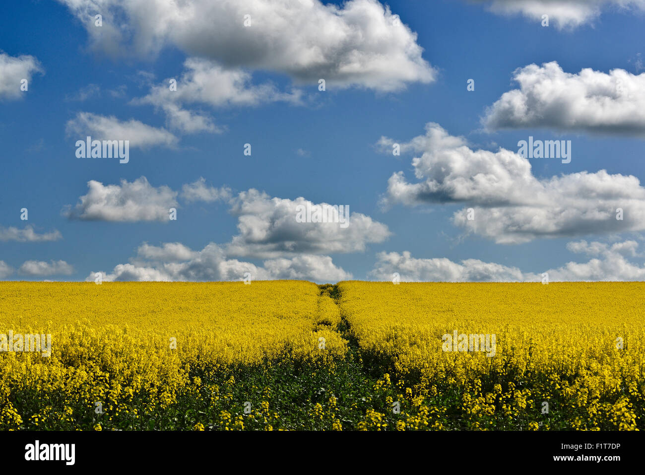 South Africa, rape field, Brassica napus arvensis Stock Photo - Alamy