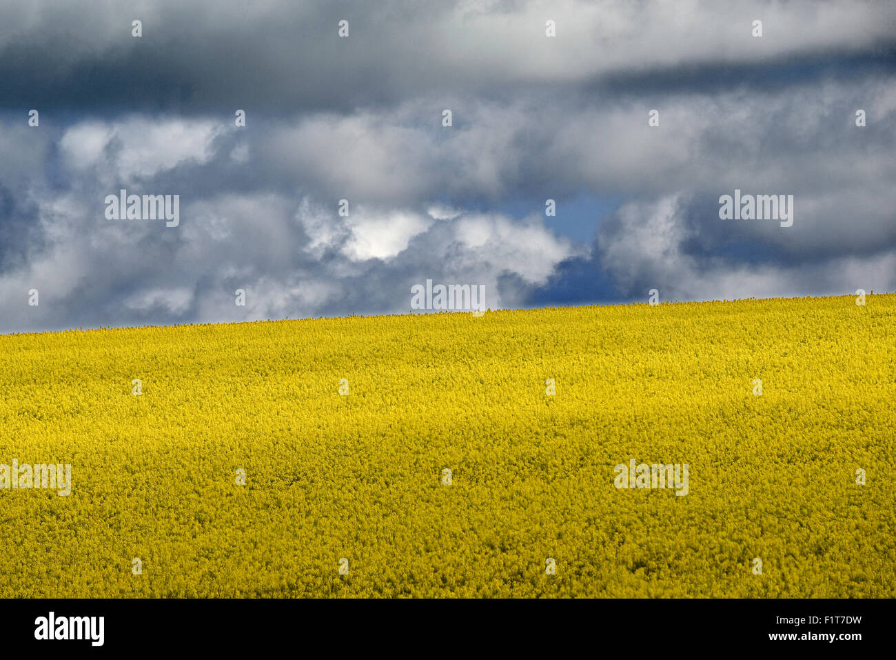 South Africa, rape field, Brassica napus arvensis Stock Photo - Alamy
