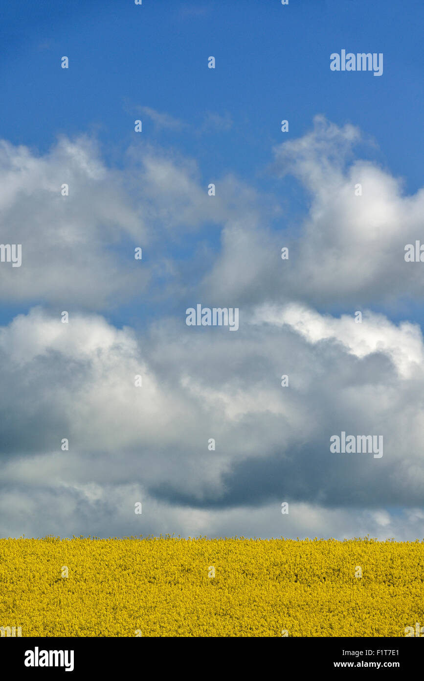 South Africa, rape field, Brassica napus arvensis Stock Photo - Alamy