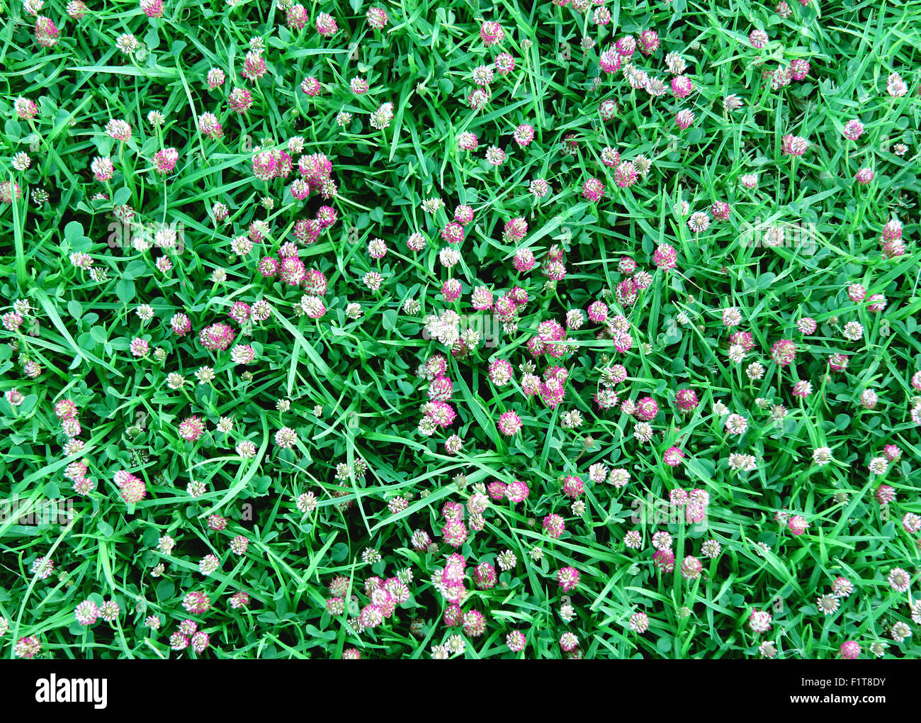 Background of clover leaves and flowers Stock Photo - Alamy