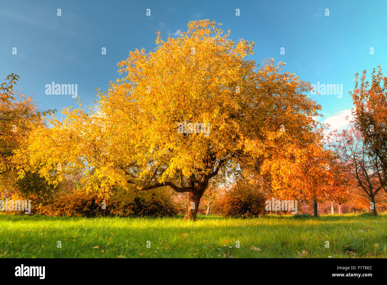 Tree on meadow hi-res stock photography and images - Alamy