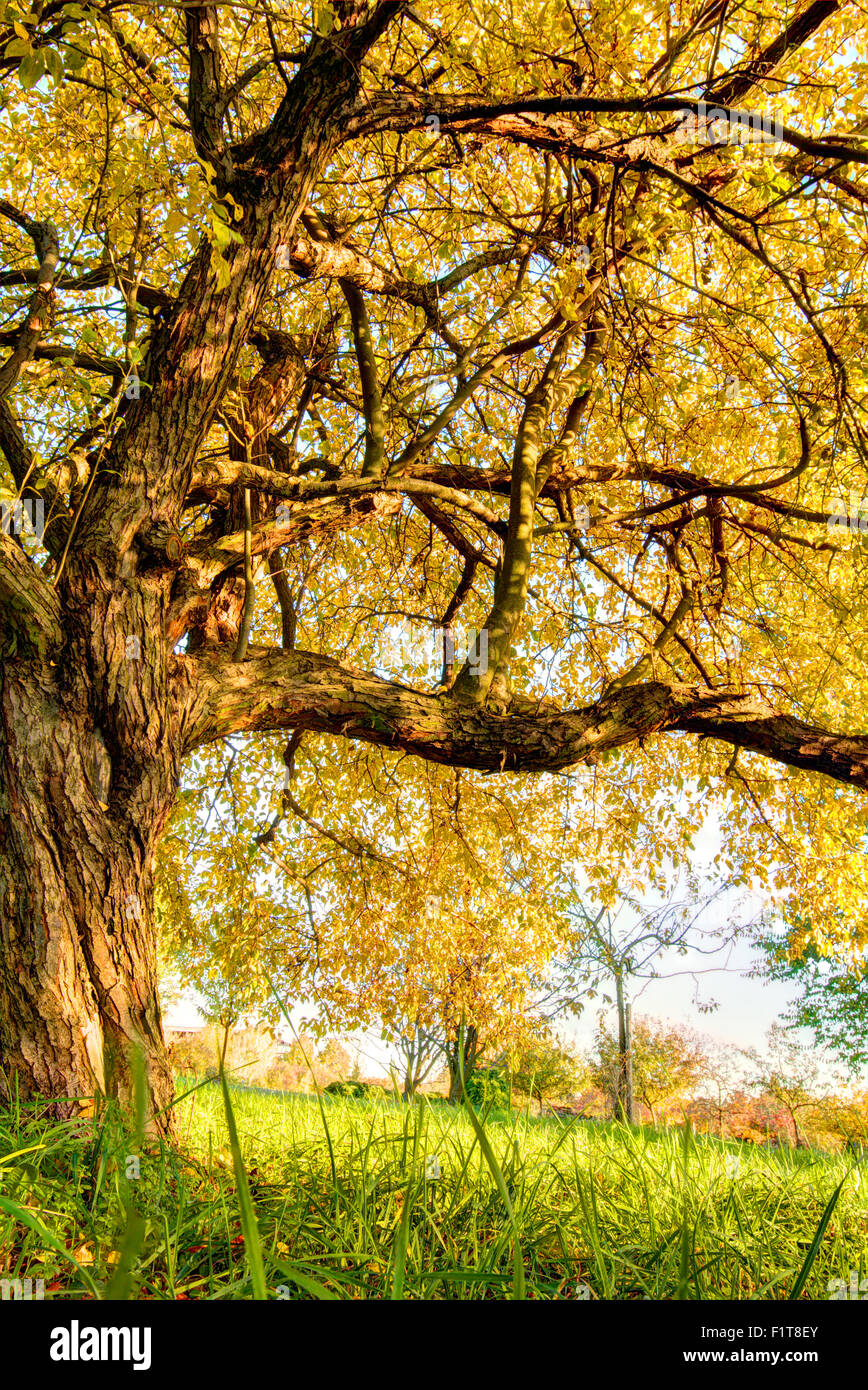 Autumn fall tree hi-res stock photography and images - Alamy