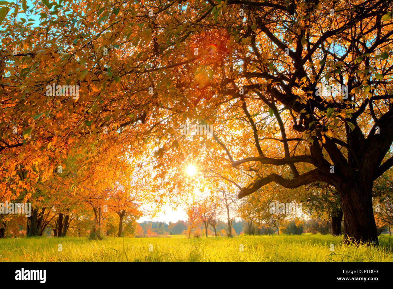 Autumn tree on meadow Stock Photo - Alamy