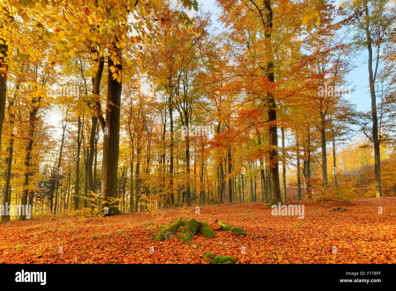 colorful autumn landscape with yellow trees Stock Photo - Alamy