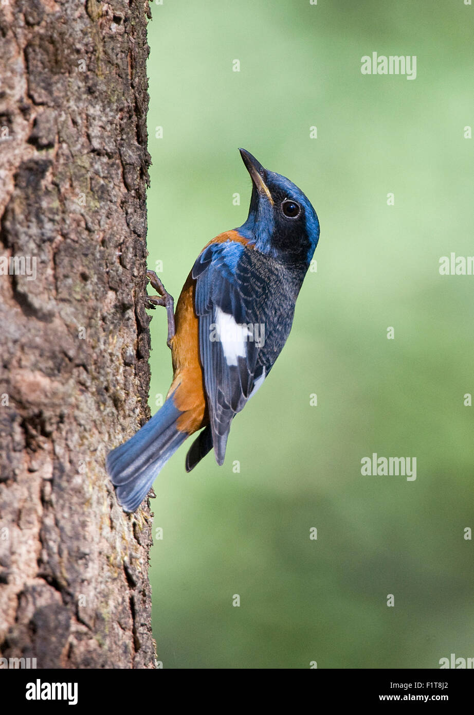 The image was shot in Goa-India Stock Photo - Alamy