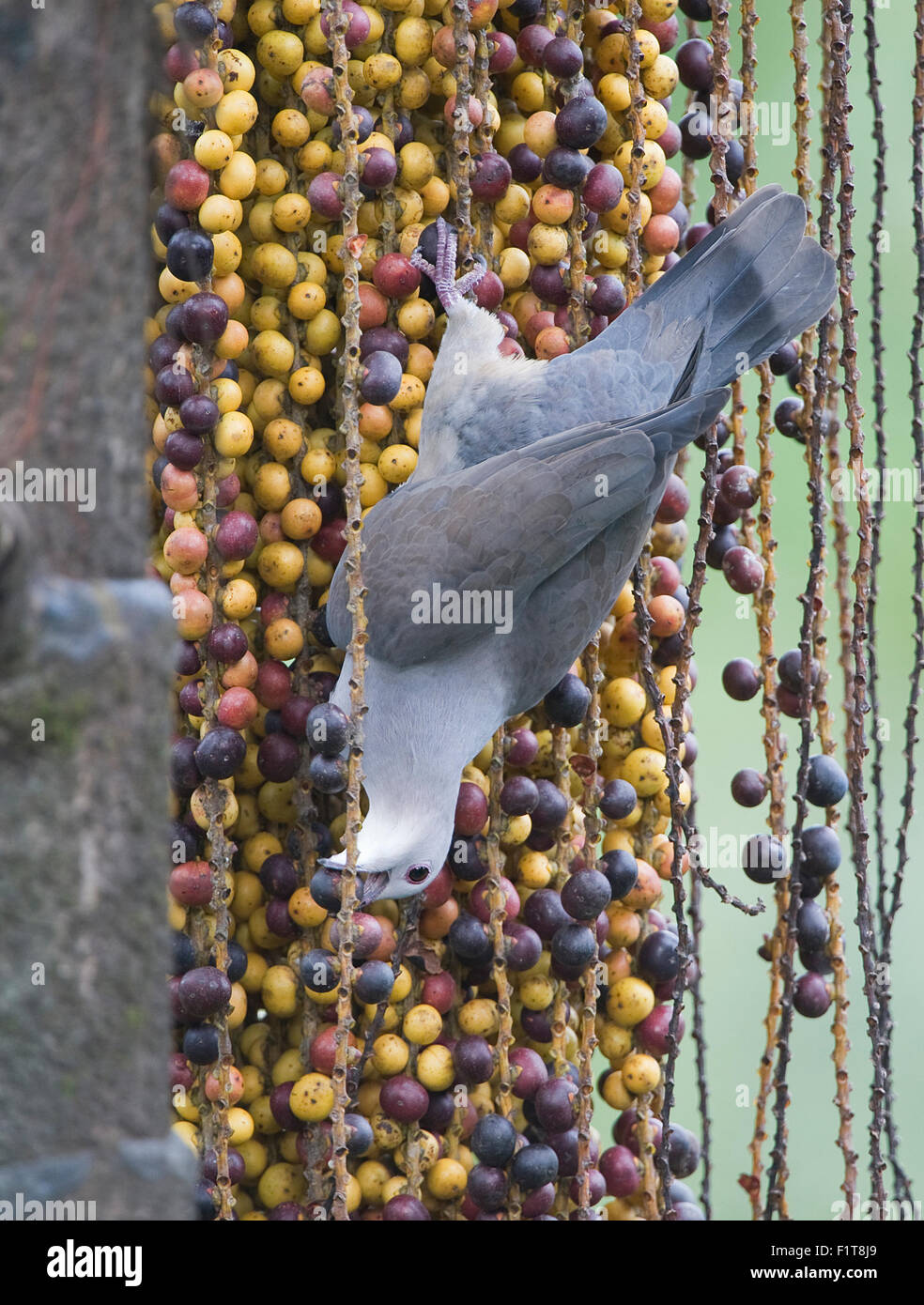 Western ghats goa hi-res stock photography and images - Alamy