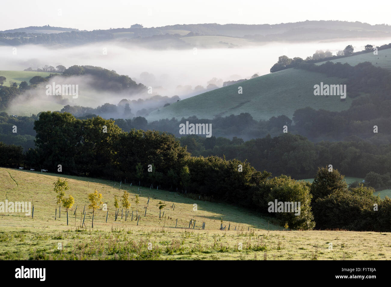 early morning mist rising over the Teign Valley,Devon,Doddiscombsleigh ...