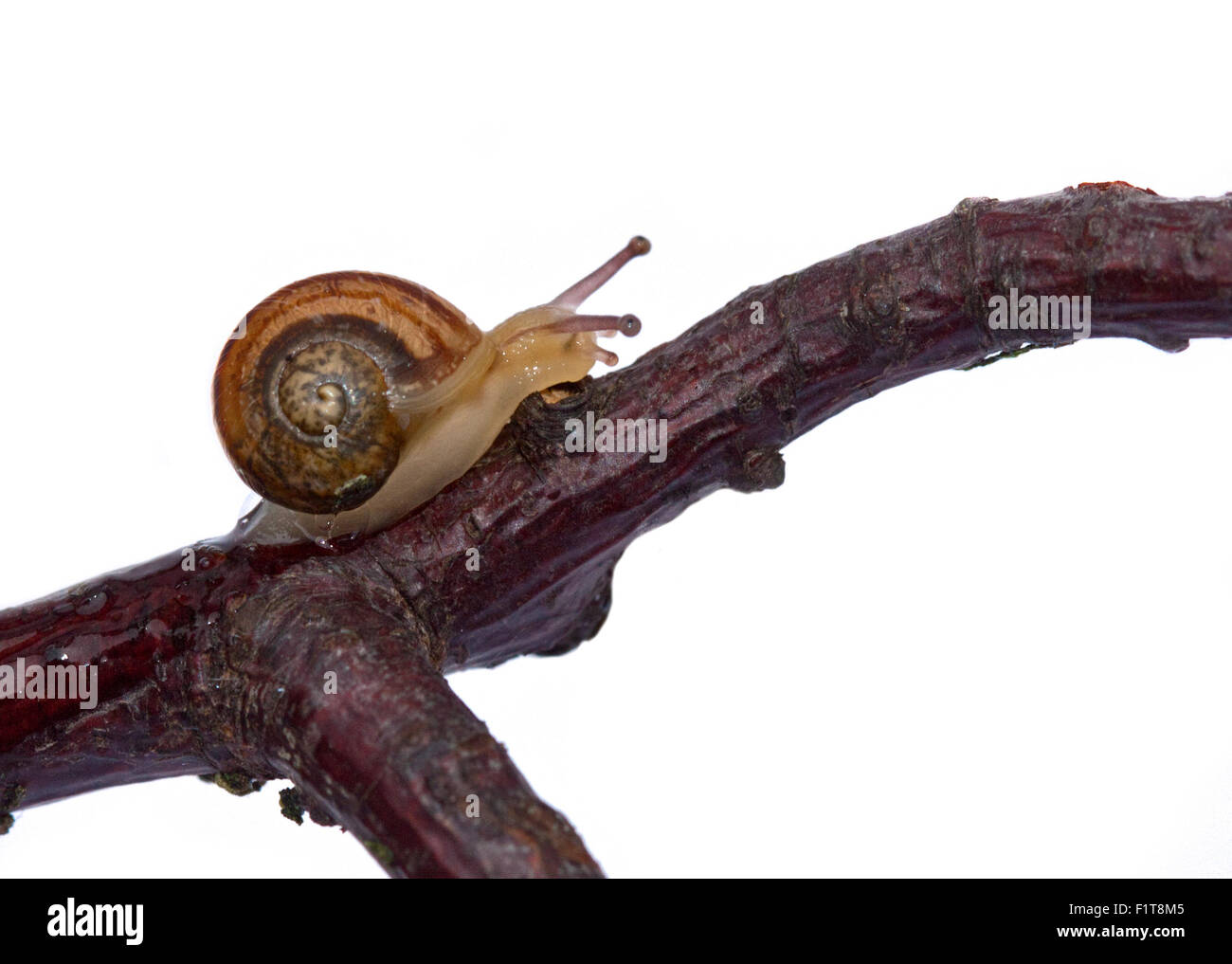 Baby Garden Snail High Resolution Stock Photography and Images - Alamy