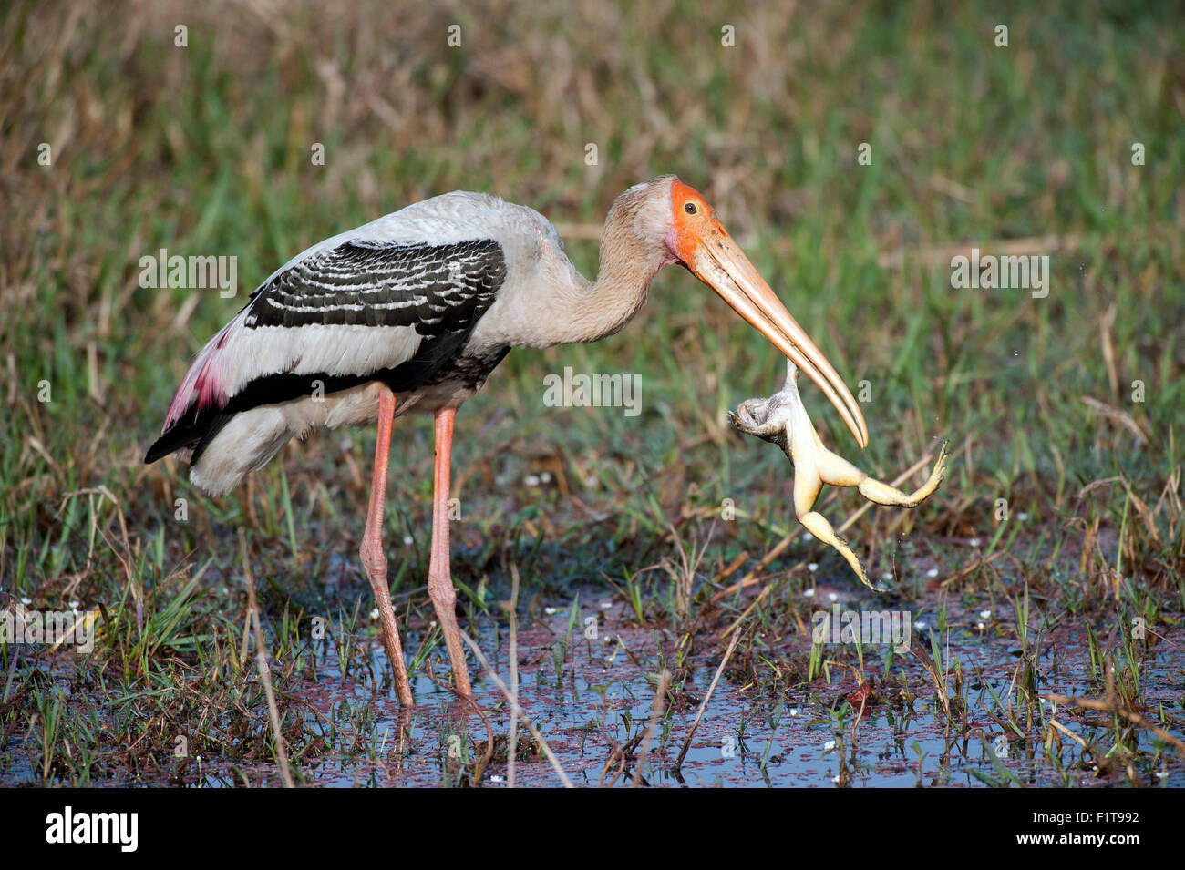 Pianted stork feeding on frog in Keoladev national Park in Rajasthan ...