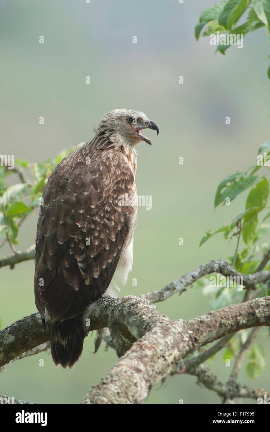 Pallas fish eagle hi-res stock photography and images - Alamy