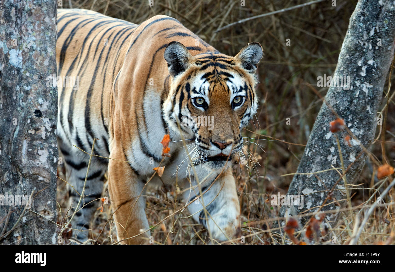 Bandipur national park hi-res stock photography and images - Alamy