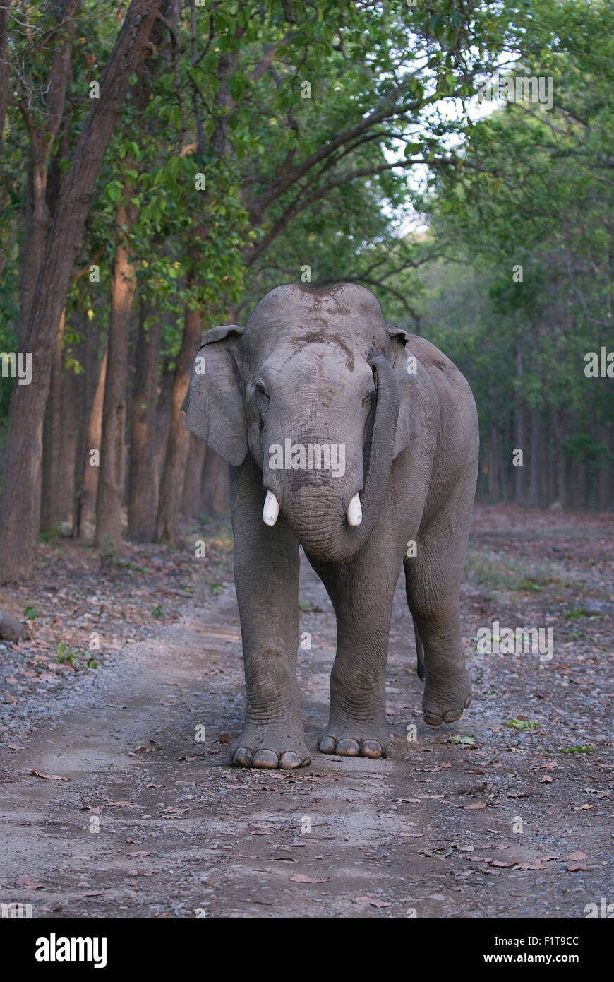 The image was shot in Corbett national park India Stock Photo - Alamy