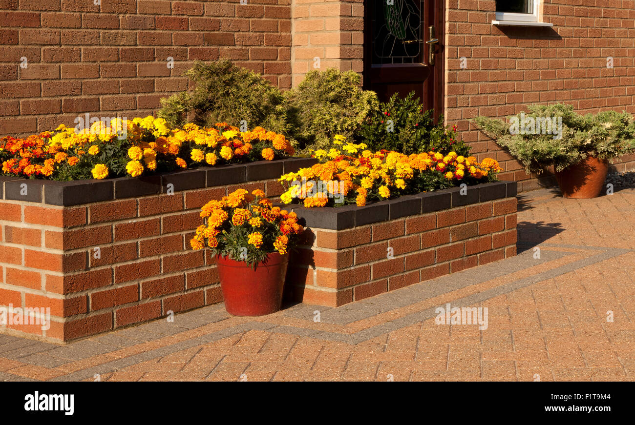 Conifers in pots hi-res stock photography and images - Alamy