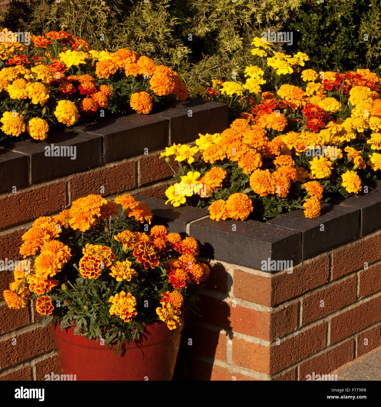 Conifers in pots hi-res stock photography and images - Alamy