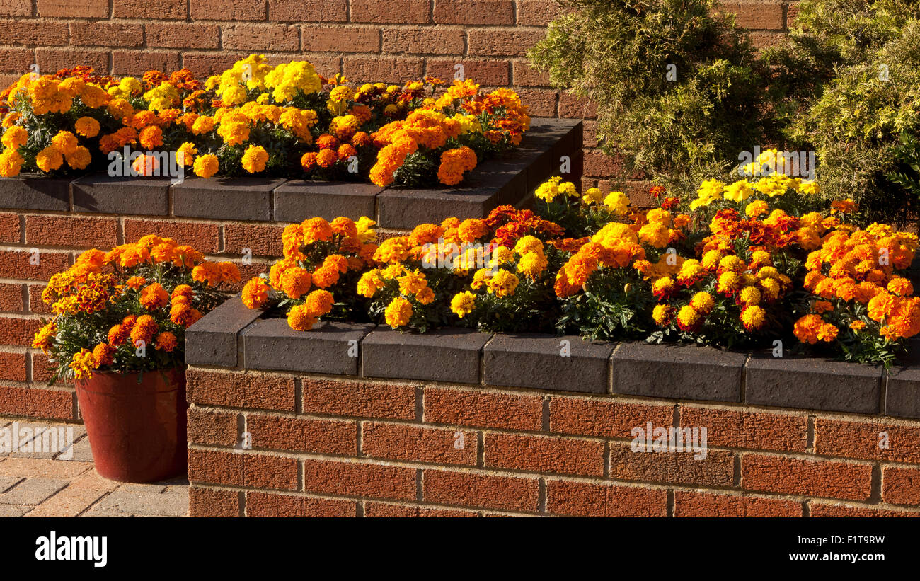 Conifers in pots hi-res stock photography and images - Alamy