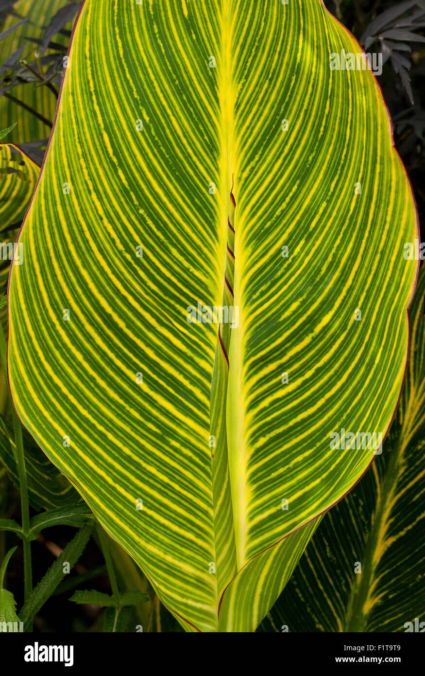 Striped leaf of the Cana plant with new leaf uncurling in a garden in ...