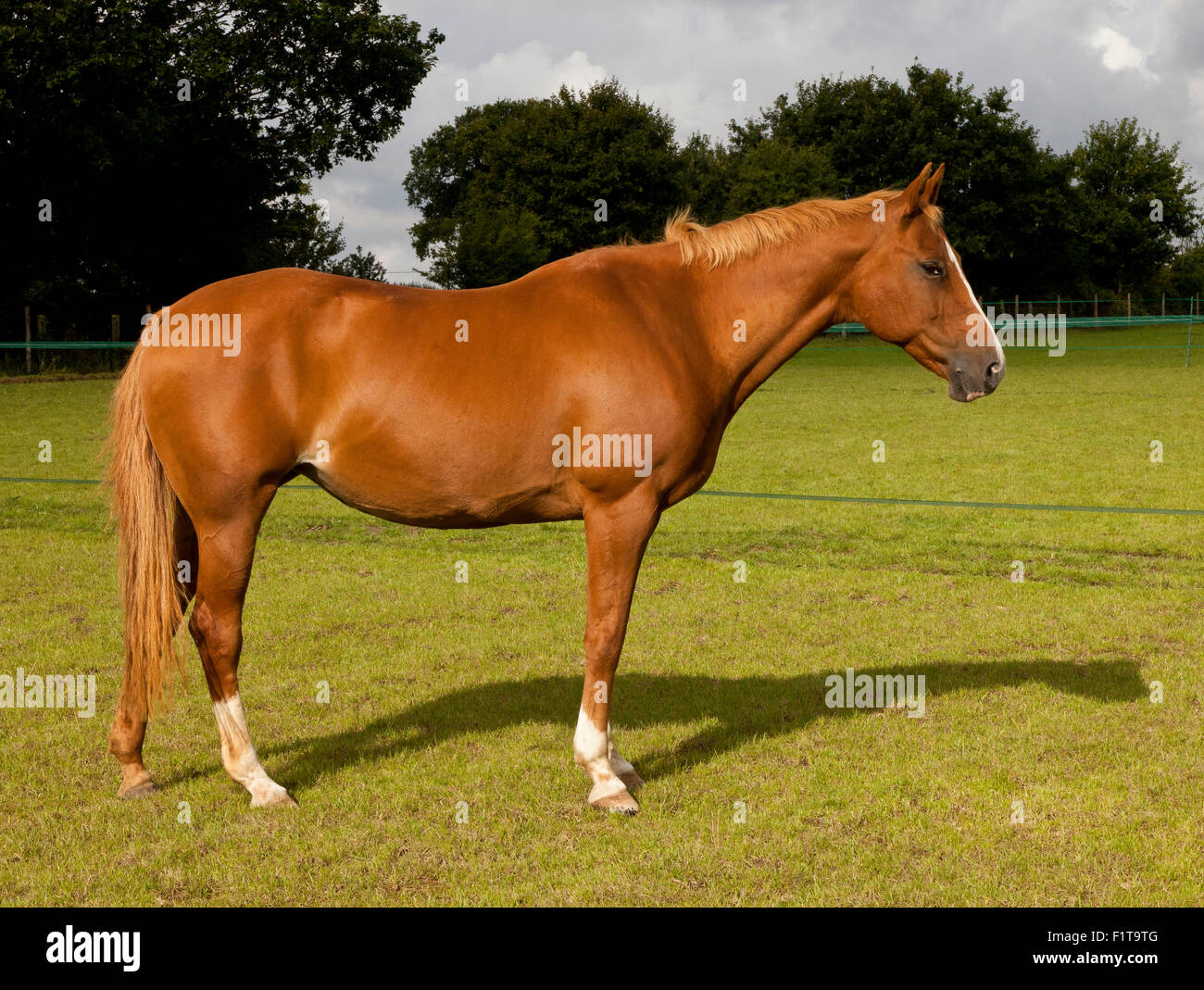 Chestnut horse with white blaze hi-res stock photography and images - Alamy