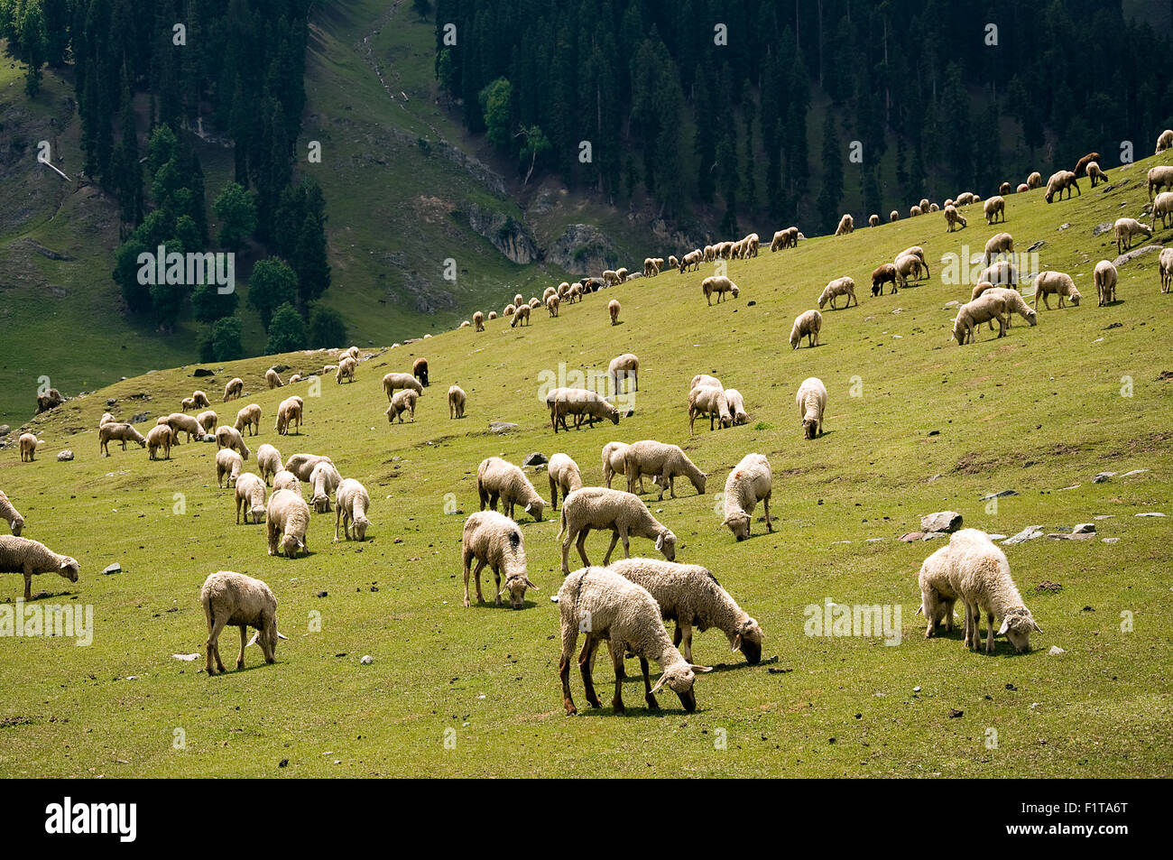 A herd of sheep grazing on a hill with green pastures at Sonmarg, Kashmir, India Stock Photo - Alamy
