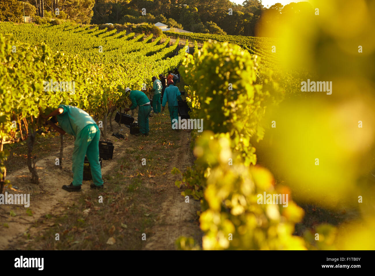 People working in vineyard from making wine. Workers harvesting grapes from rows of vines in ...
