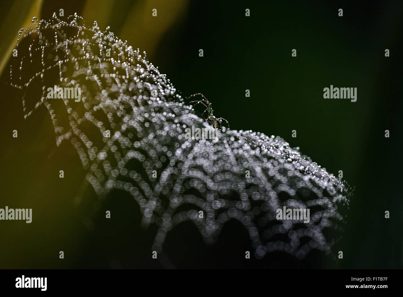 A spider in cobweb with droplets on the web Stock Photo - Alamy