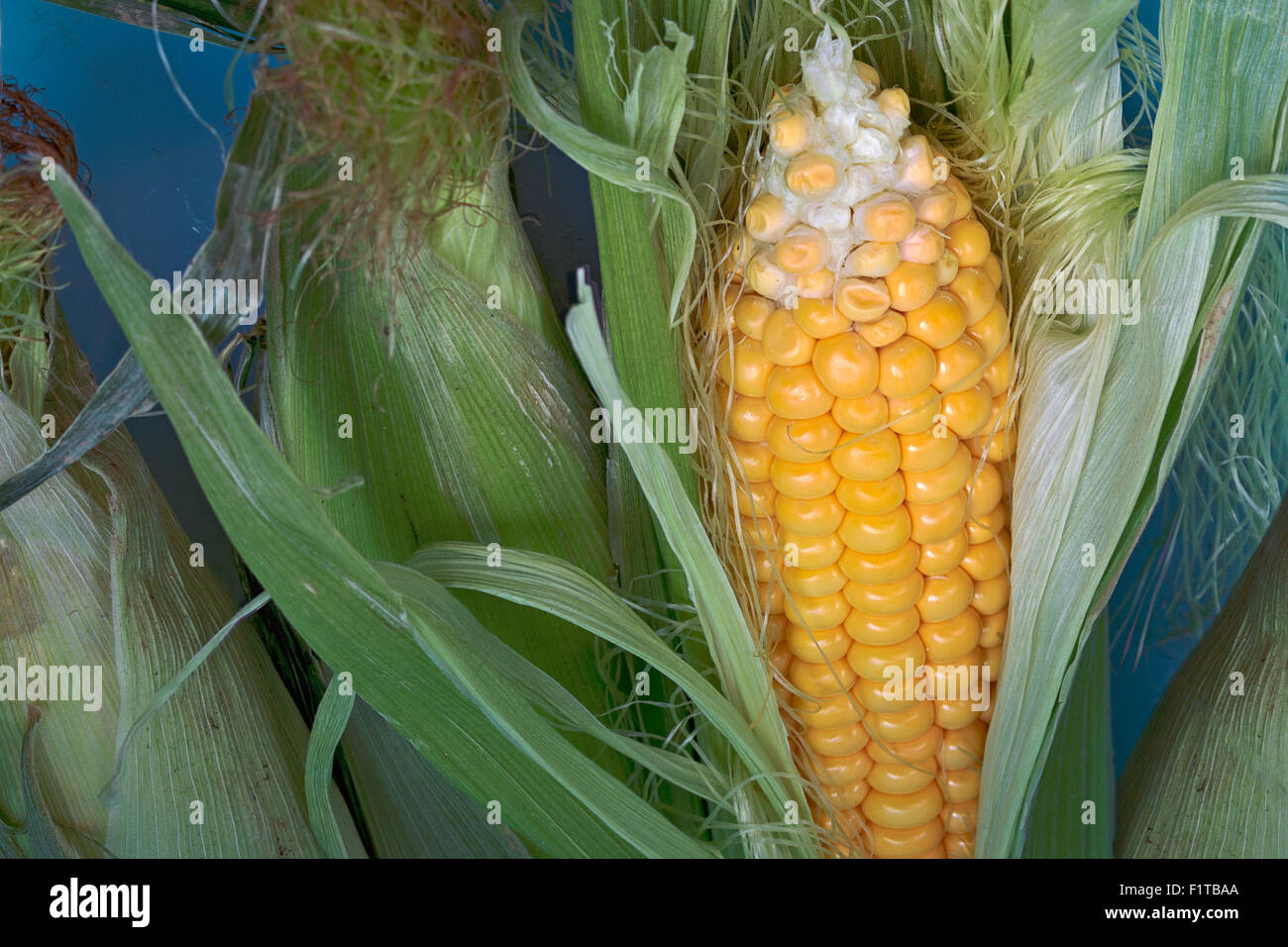 corn cob open and closed Stock Photo - Alamy