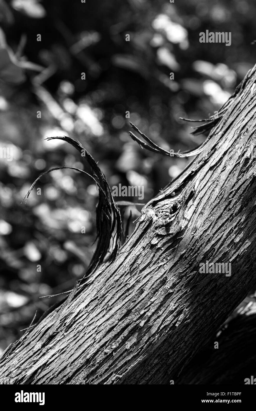 Close up of tree in forest Black and White Stock Photos & Images - Alamy
