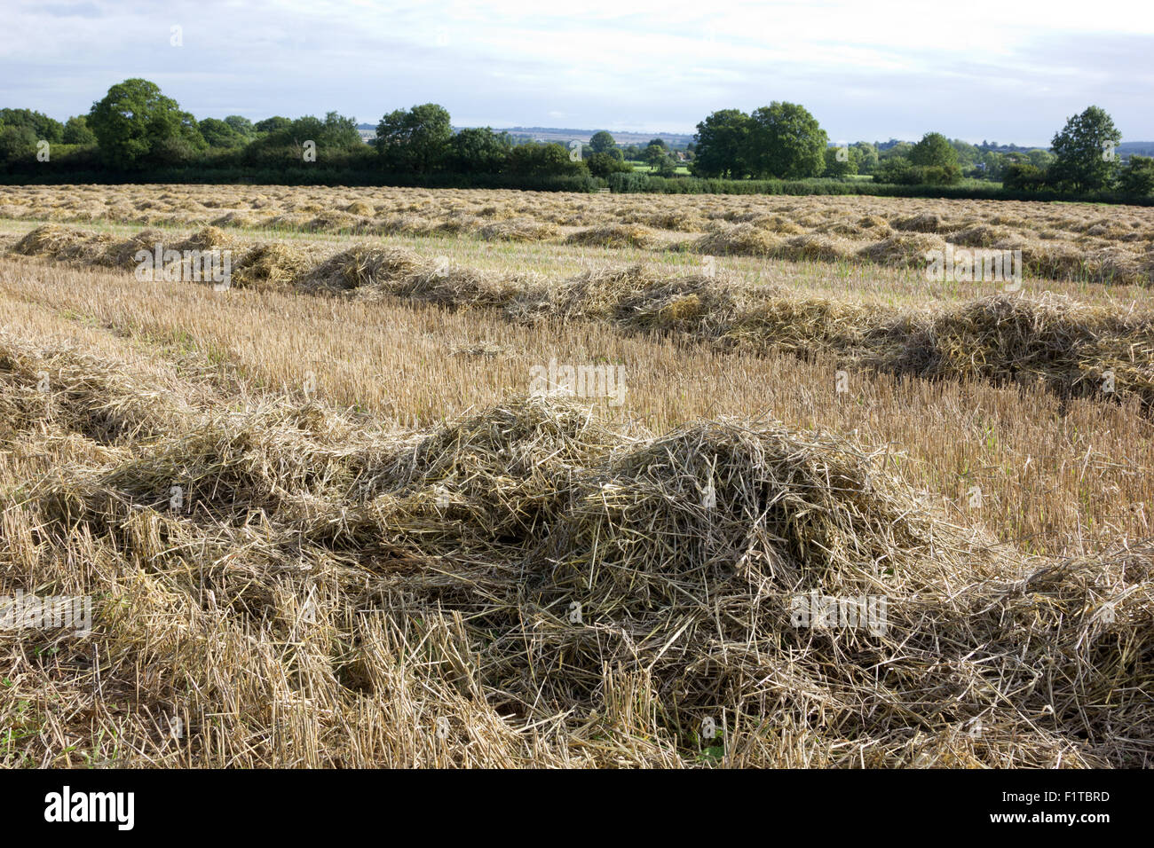 Straw drying in the sun prior to bailing Stock Photo - Alamy