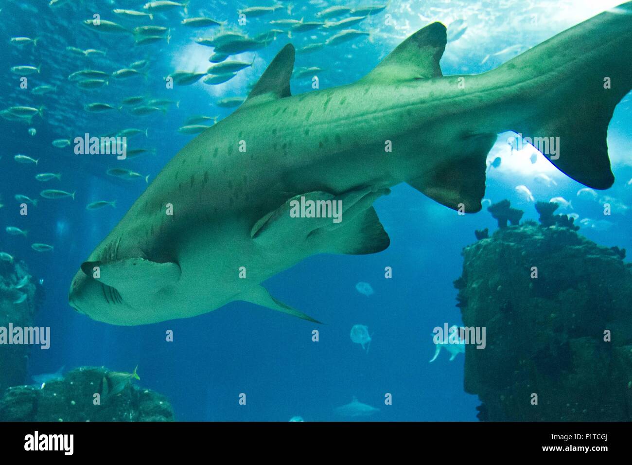 Shark with little fishes hi-res stock photography and images - Alamy
