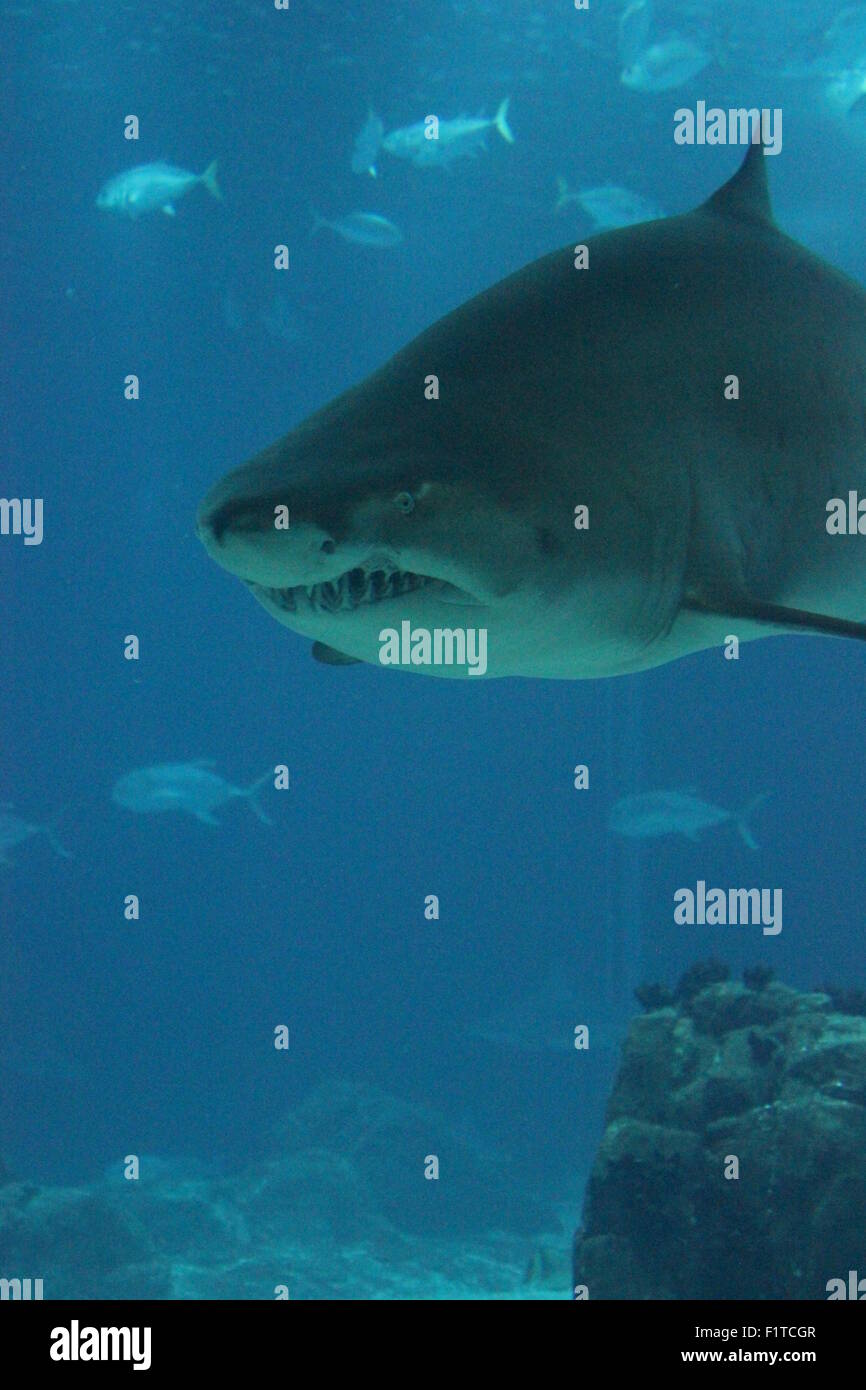 Big shark swimming underwater in Lisbon Acquarium Stock Photo - Alamy