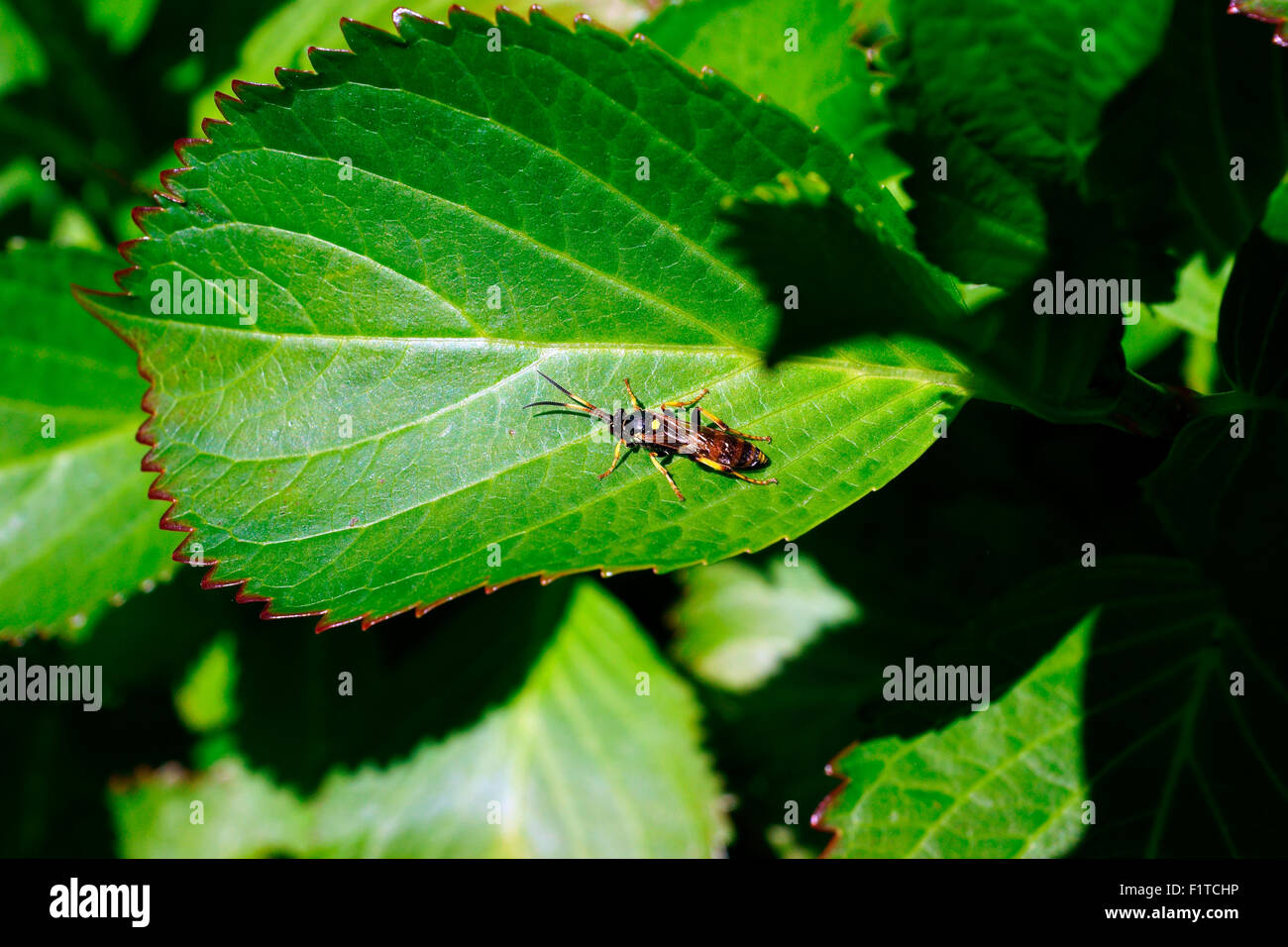 Sawfly larvae white hi-res stock photography and images - Alamy