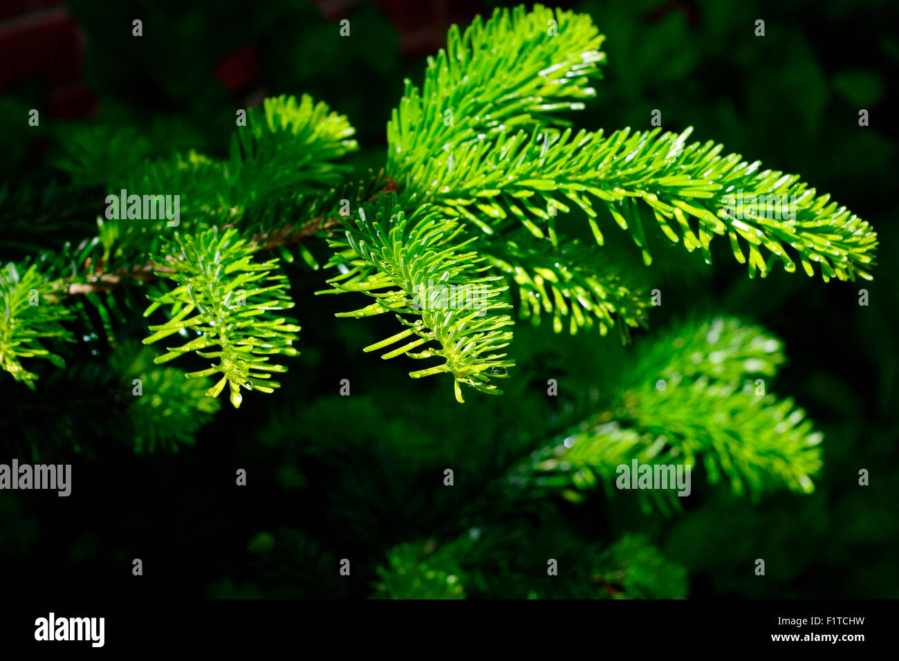 Southampton christmas tree hi-res stock photography and images - Alamy