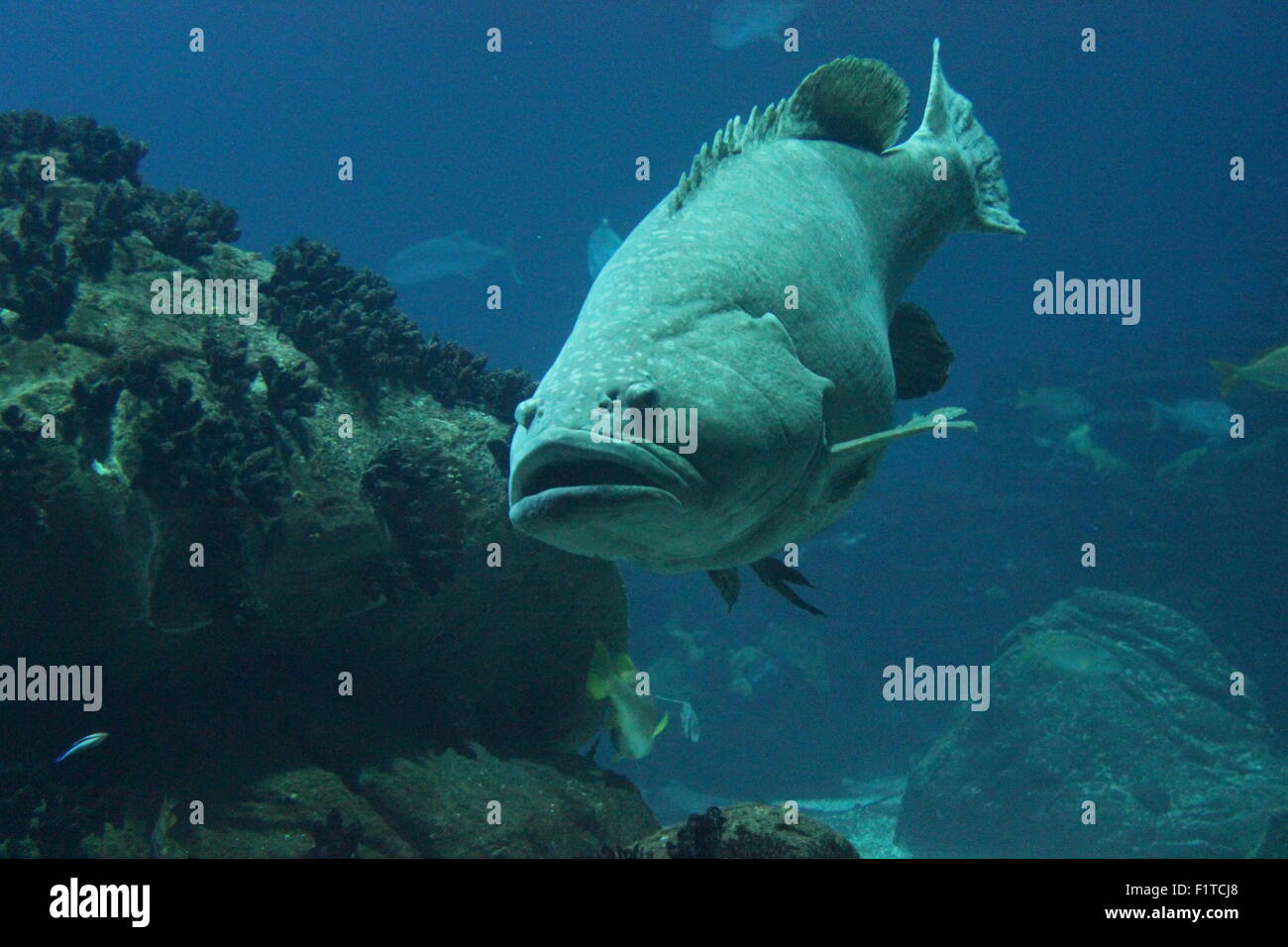 Big Napoleon fish swimming underwater in Lisbon Acquarium Stock Photo ...